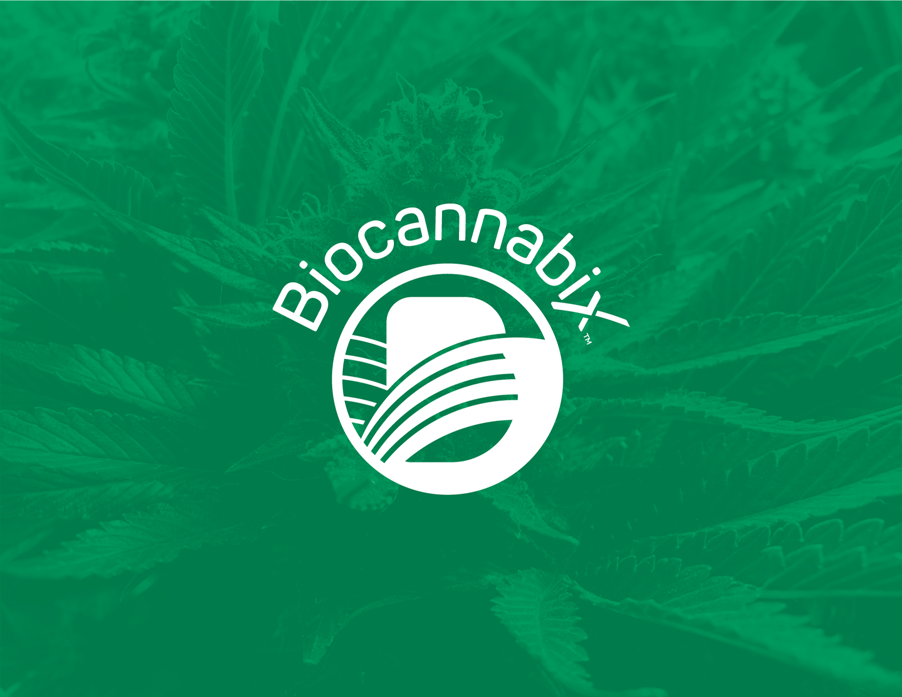 Biocannabix - Branding & Brand Style Guide | Laughton Creatves